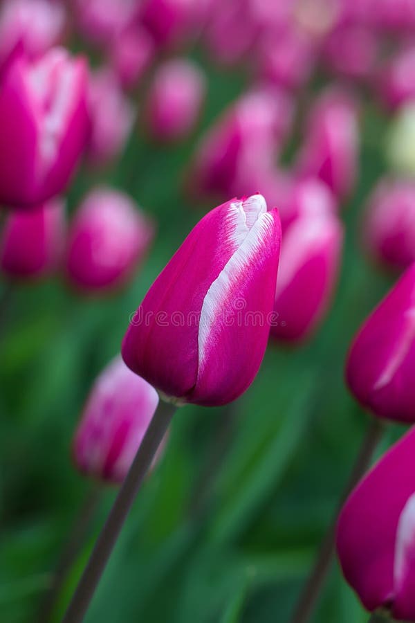 Raspberry Tulip with White Border Stock Image - Image of unique, bright ...
