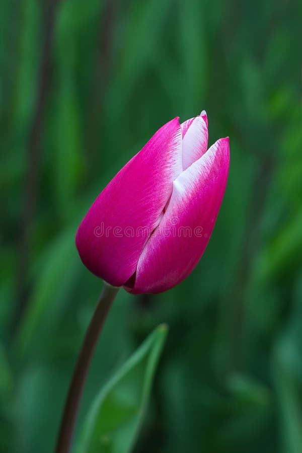 Raspberry Tulip with White Border on Green Background Stock Photo ...