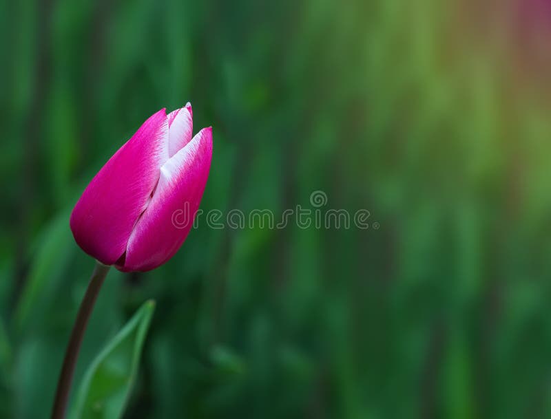 Raspberry Tulip with White Border on Green Background Stock Photo ...
