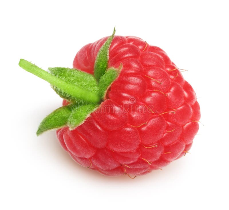 Raspberry stock image. Image of botanic, botany, isolated - 2584375
