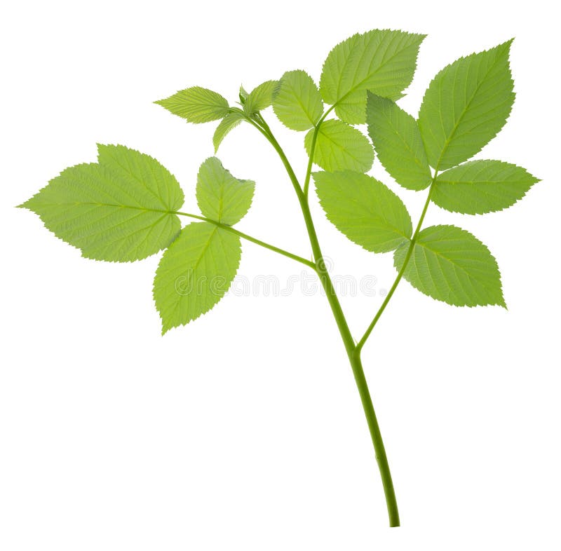 Raspberry Bush. Fresh Green Leaf. Foliage. Raspberries Plant Leaves ...