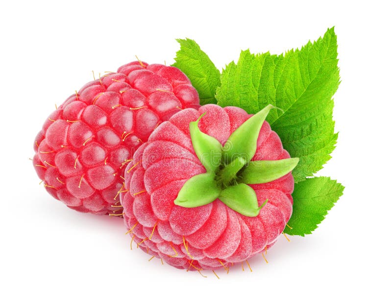 Raspberry fruit stock photo. Image of berry, ingredient - 21923524