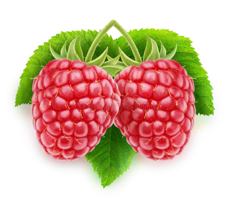 Raspberry stock image. Image of isolated, shiny, clipping - 48371815