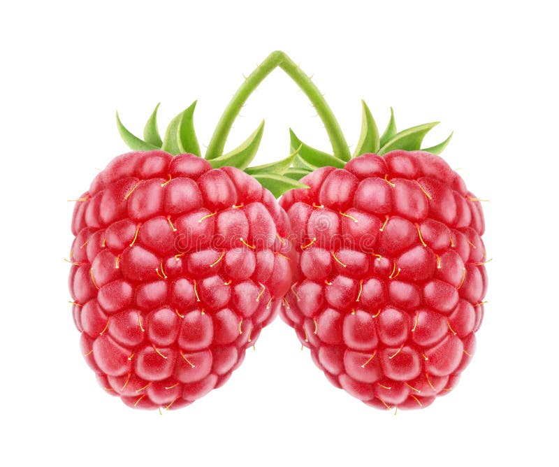 Raspberry stock photo. Image of fruit, berry, fresh, closeup - 49626584