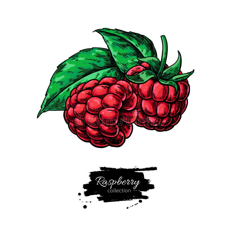 Raspberry Vector Drawing. Isolated Berry Branch Sketch on White Stock ...