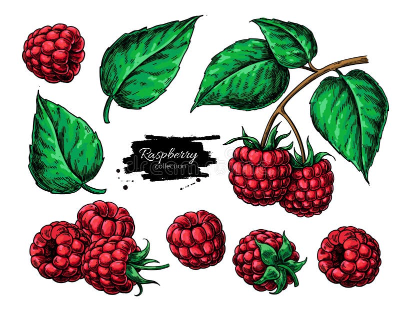 Raspberry Vector Drawing. Isolated Berry Branch Sketch Stock Vector ...