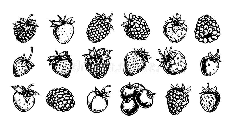 Raspberry Vector Drawing. Isolated Berry Branch Sketch Stock ...