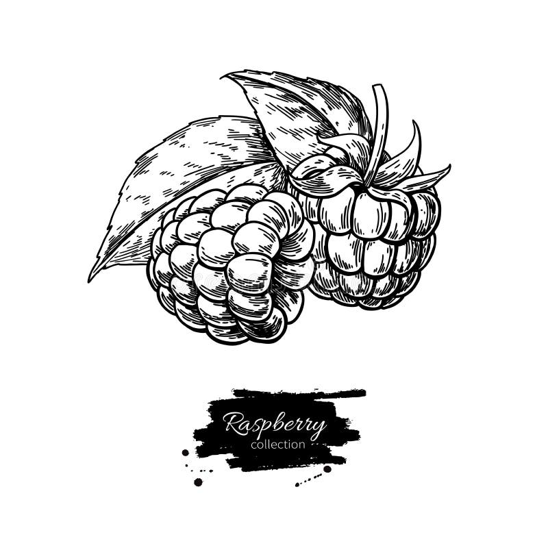 Raspberry Vector Illustration. Sketch of Berry Branch, Isolated Drawing ...