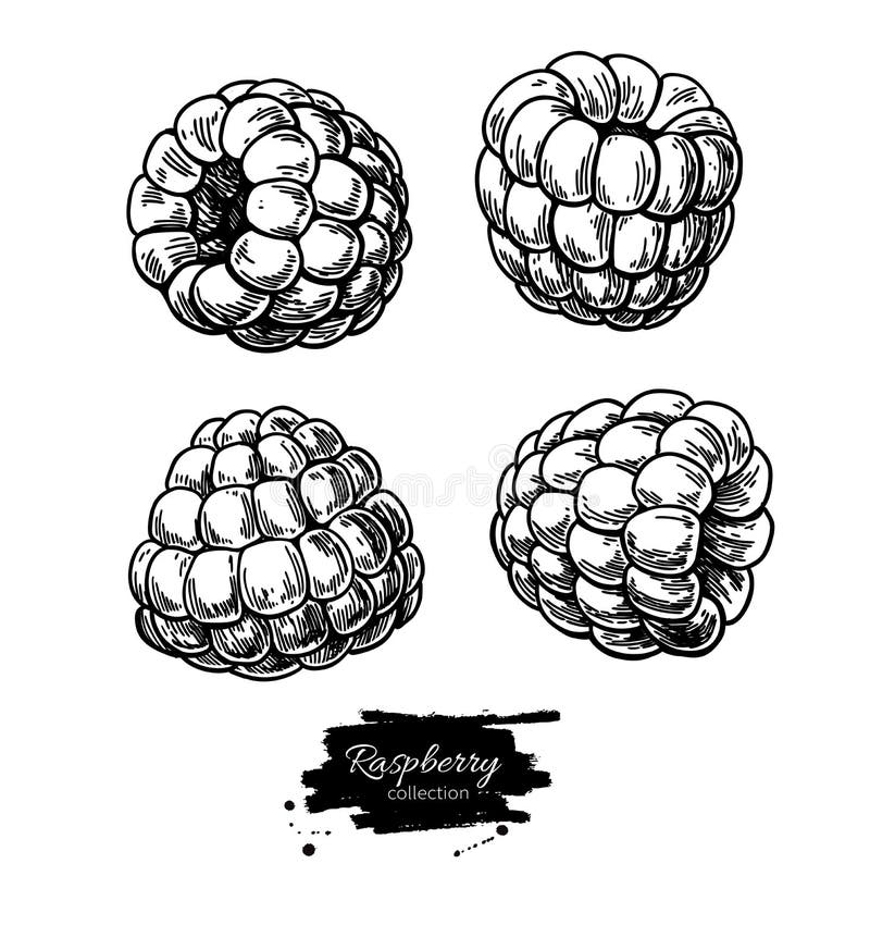 Raspberry Vector Drawing. Isolated Berry Branch Sketch on White Stock ...