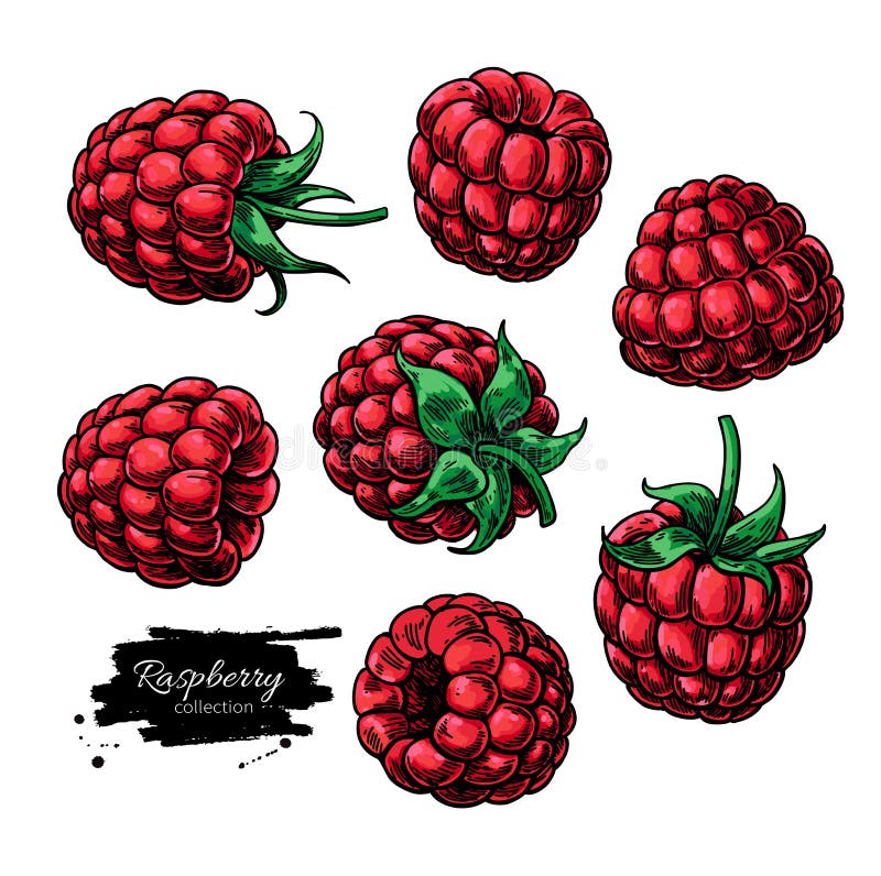 Raspberry Vector Illustration. Sketch of Berry Branch, Isolated Drawing ...