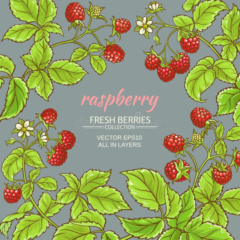 Raspberry vector pattern stock vector. Illustration of seamless - 87603305