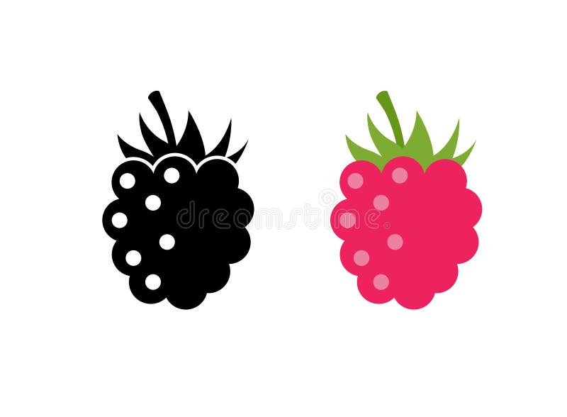 Raspberry Vector Drawing. Isolated Berry Branch Sketch on White Stock ...