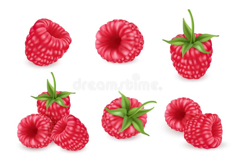 Raspberry. Vector Illustration Stock Vector - Illustration of diet ...