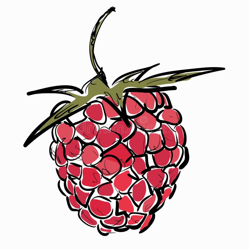 Raspberry. Vector Illustration Stock Vector - Illustration of diet ...