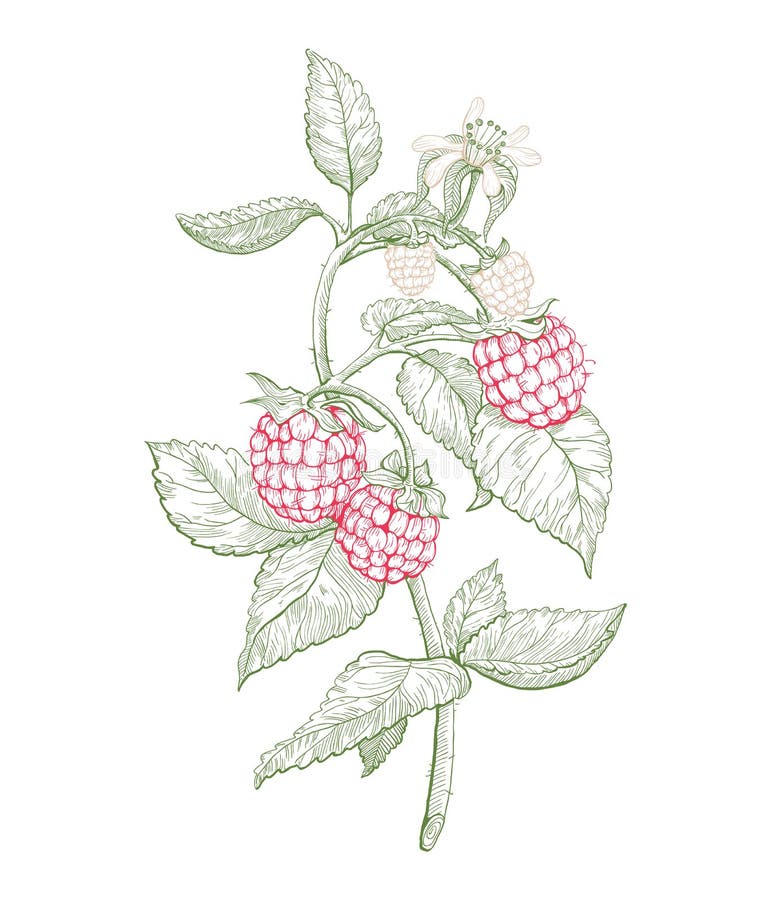 Raspberry Vector Illustration. Sketch of Berry Branch, Isolated Drawing ...