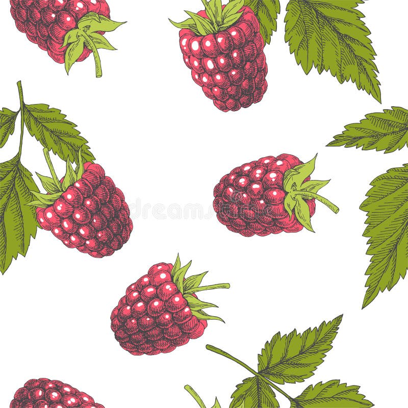 Raspberry. Vector Seamless Pattern Stock Vector - Illustration of ...