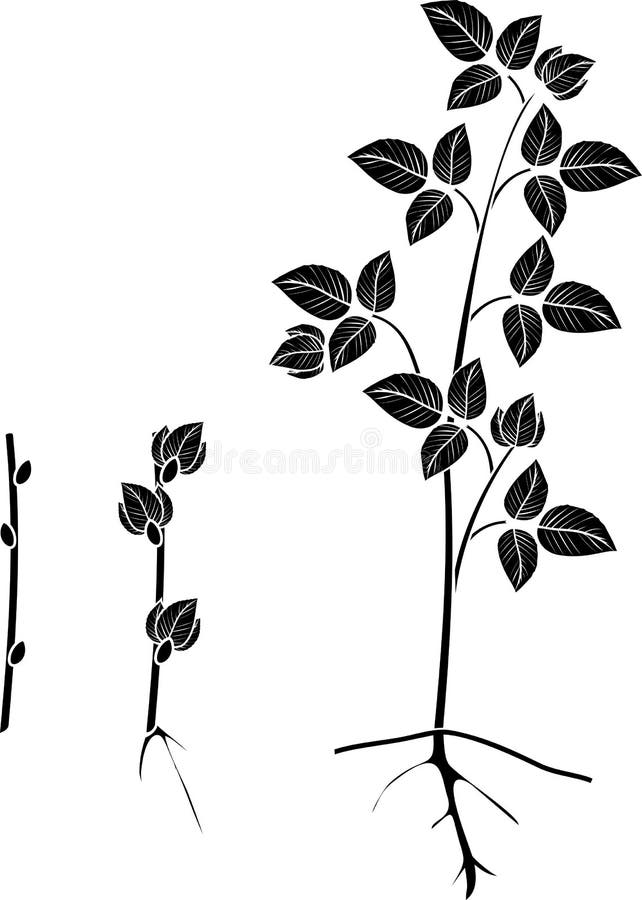 Raspberry Vegetative Reproduction Scheme. Raspberry Shrub with Red ...