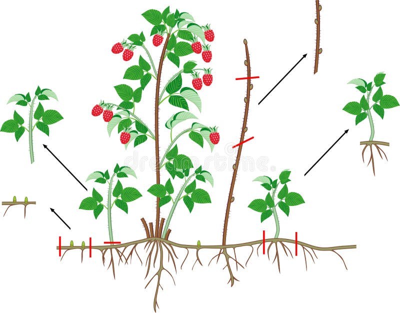 Raspberry Vegetative Reproduction Scheme. Raspberry Shrub with Root ...