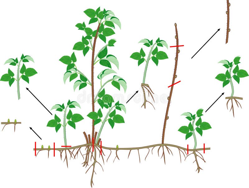 Raspberry Vegetative Reproduction Scheme. Raspberry Shrub with Root ...