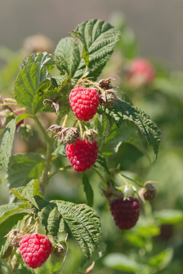 Raspberry on the Vine stock photo. Image of leaf, vine - 26456694