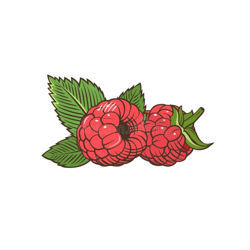 Raspberry in vintage style stock illustration. Illustration of ...
