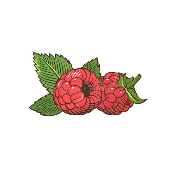 Raspberry in vintage style stock illustration. Illustration of ...