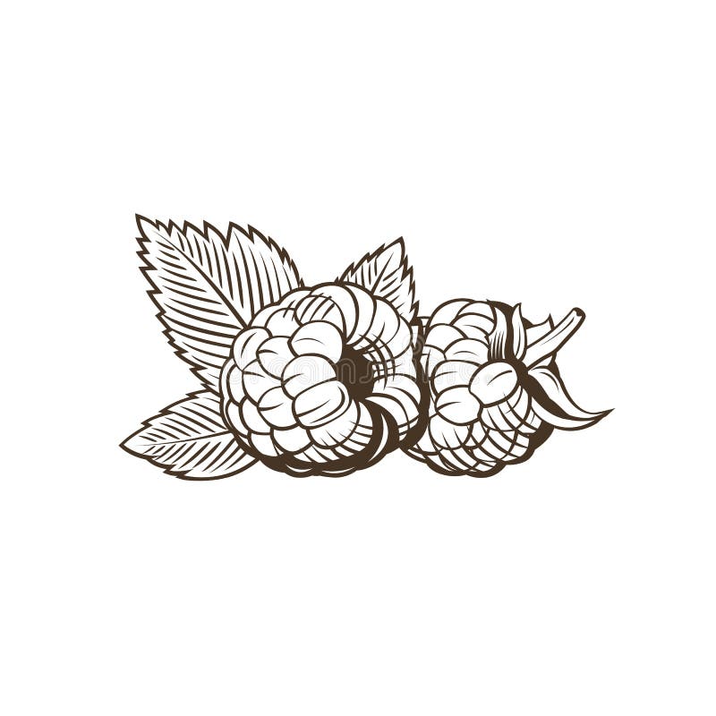 Raspberry in vintage style stock illustration. Illustration of clipart ...