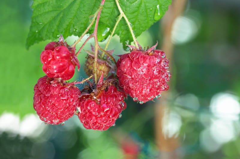 Raspberry with water drops stock photo. Image of july - 43722756