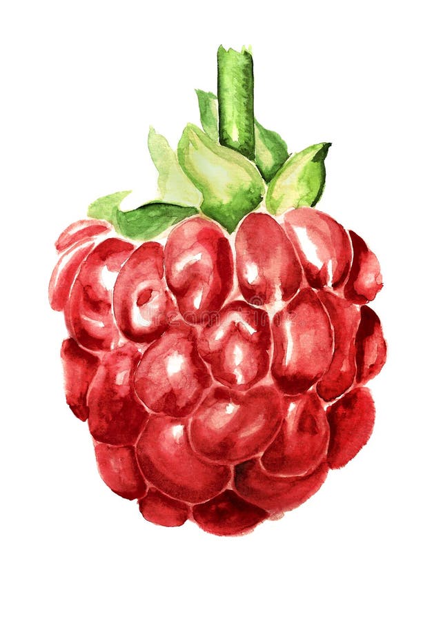 Raspberry fruit stock illustration. Illustration of closeup - 29419112