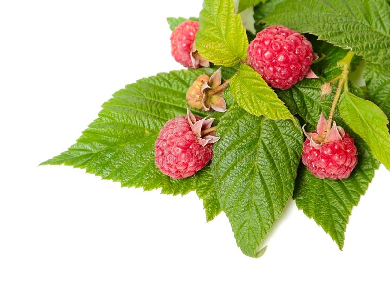 Raspberry on white stock photo. Image of fresh, nature - 99635078