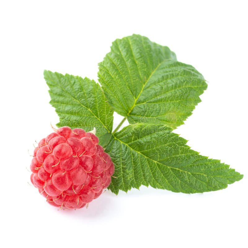 Raspberry with green leaf stock photo. Image of fresh - 122840234