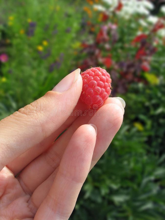 Raspberry in Woman S Fingers Stock Photo - Image of summer, country ...