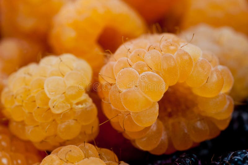 Raspberry with Yellow Fruits Stock Photo - Image of raspberry, fallgold ...