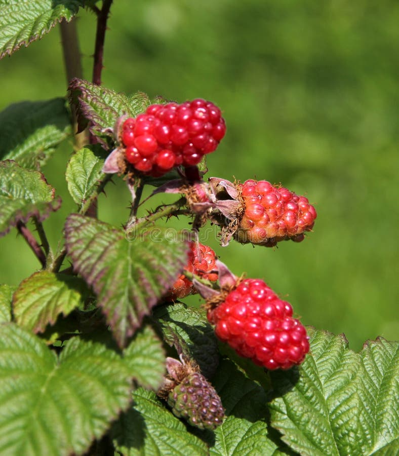 Ripe Salmonberries on Rustic Chair Stock Photo - Image of bowl, organic ...