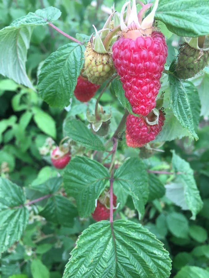 Rasperries stock image. Image of raspberry, rasperries - 190489217