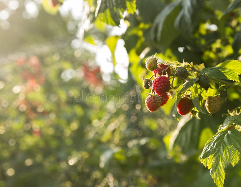 Rasperry bunch stock photo. Image of bush, sunlight, agriculture - 44652126