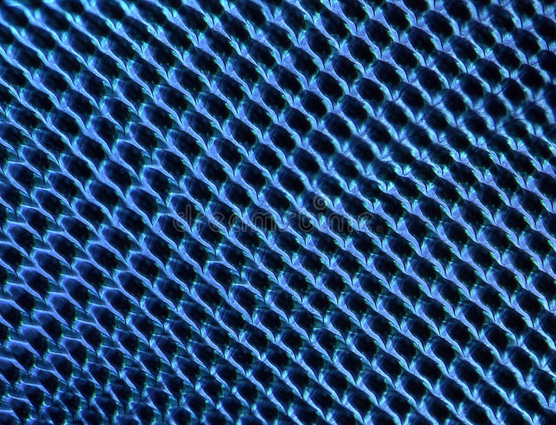 Rasping Snail Tongue with Thorns Stock Image - Image of molusks ...