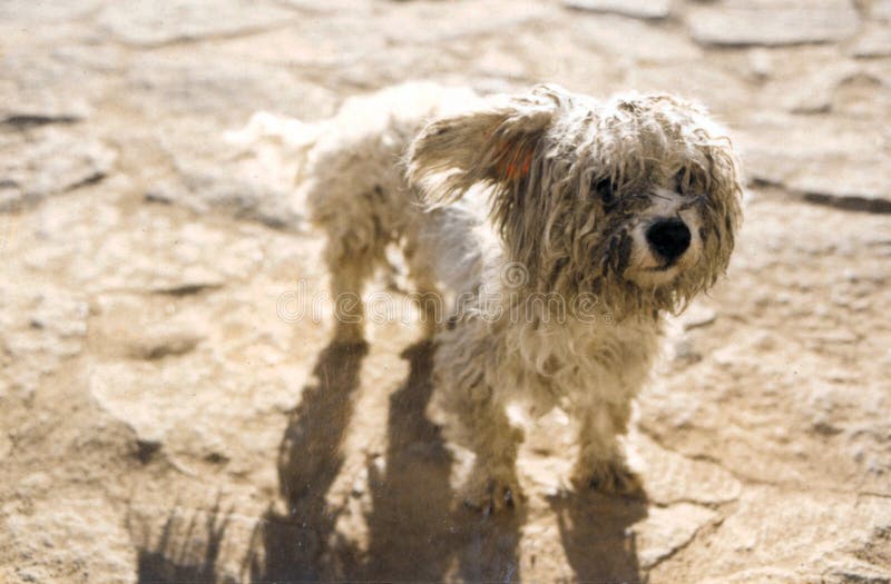 Rasta dog stock image. Image of hair, madagascar, tulear - 51404381