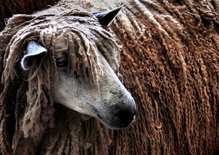 Rasta sheep stock photo. Image of meat, dreadlocks, portrait - 3048442