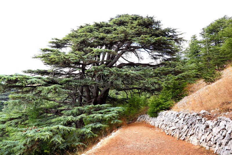 Árbol de cedro, Líbano foto de archivo. Imagen de naturalizado - 10557894