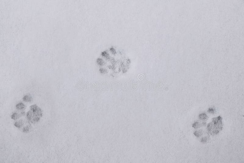 Rastro del gato imagen de archivo. Imagen de paso, rastros - 111050999