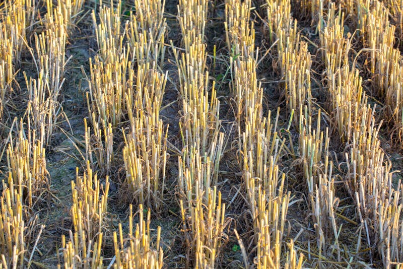 Rastrojo del trigo foto de archivo. Imagen de cosecha - 60006194