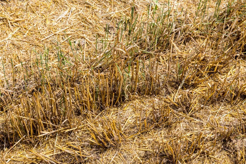 Rastrojo del trigo foto de archivo. Imagen de cosecha - 60006194