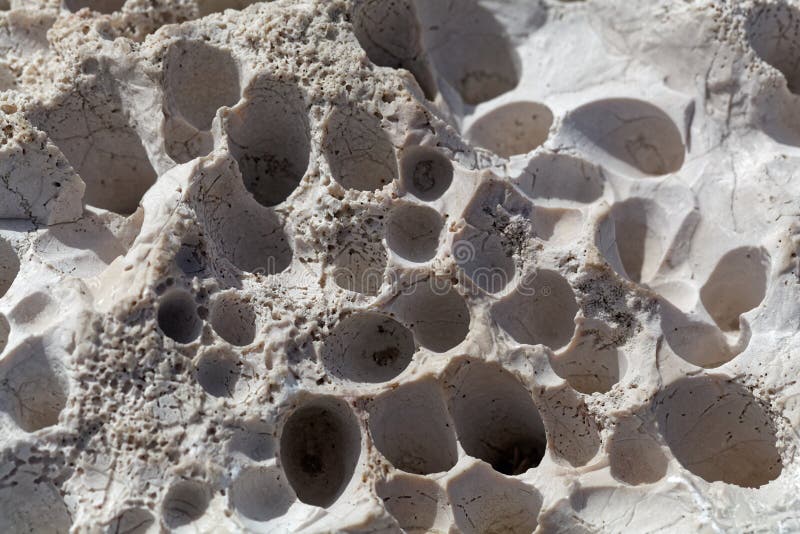 Rastros De Bioerosion De Organismos Aburridos Foto de archivo - Imagen ...