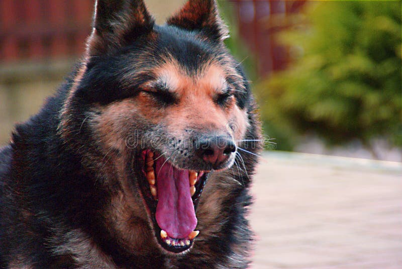 Rasty Dog Stock Photos - Free & Royalty-Free Stock Photos from Dreamstime