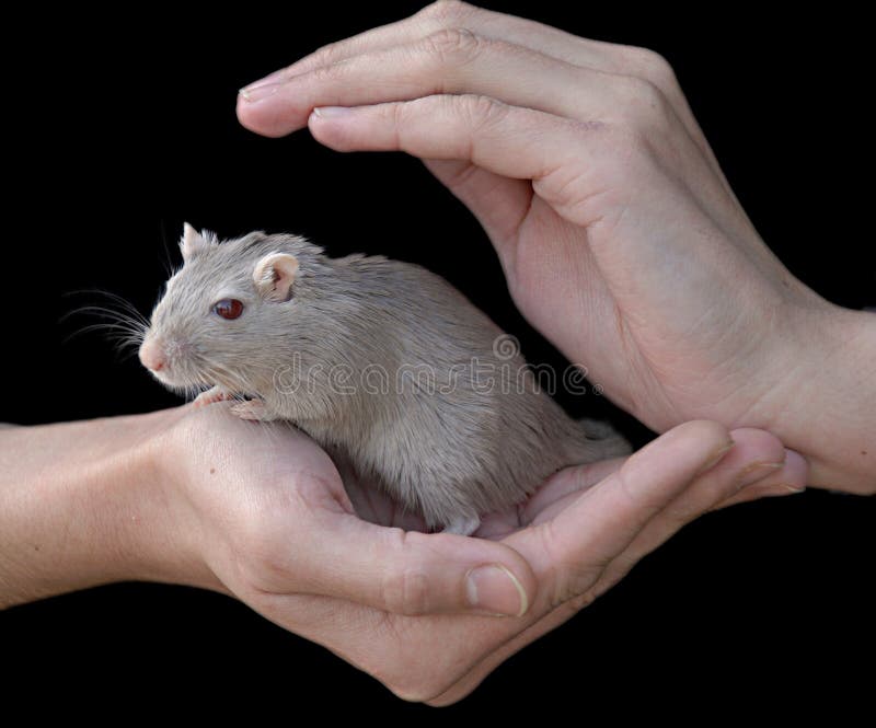 Ratón foto de archivo. Imagen de roedor, cubo, fauna, mascotas - 3665904