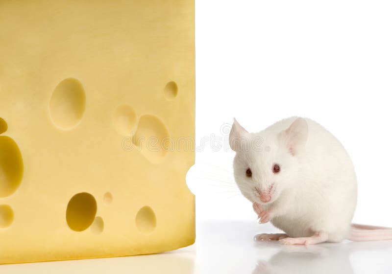 Ratón blanco imagen de archivo. Imagen de nariz, chistoso - 2331259