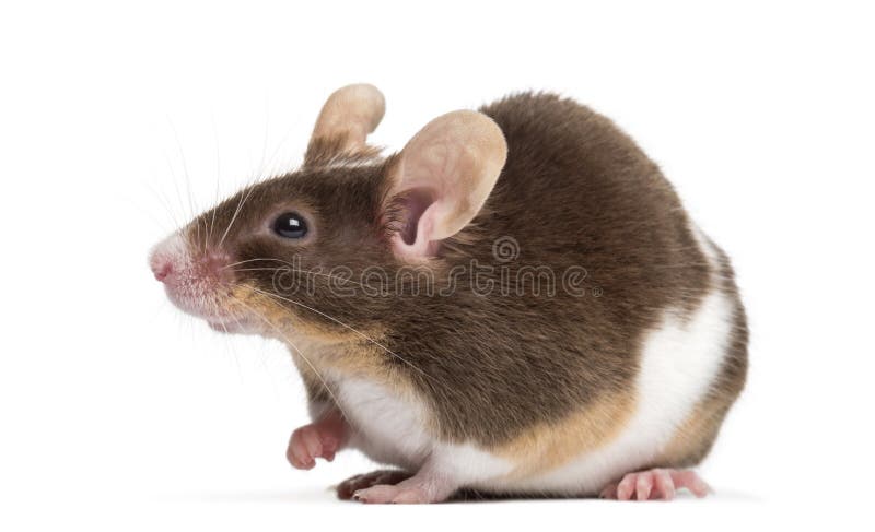 Ratón De Casa Común, Musculus De Mus, Foto de archivo - Imagen de ...