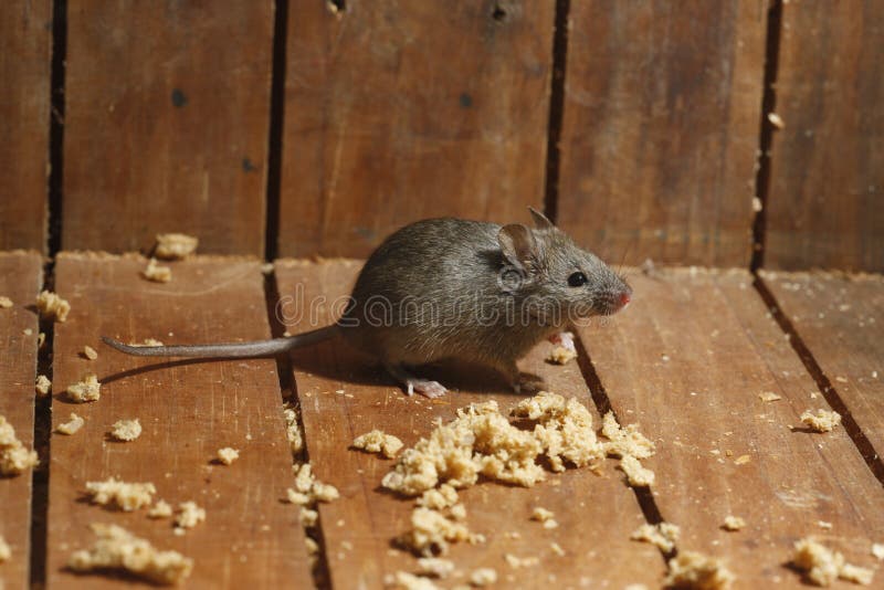 Ratón De Casa, Musculus De Mus, Foto de archivo - Imagen de fauna, cubo ...