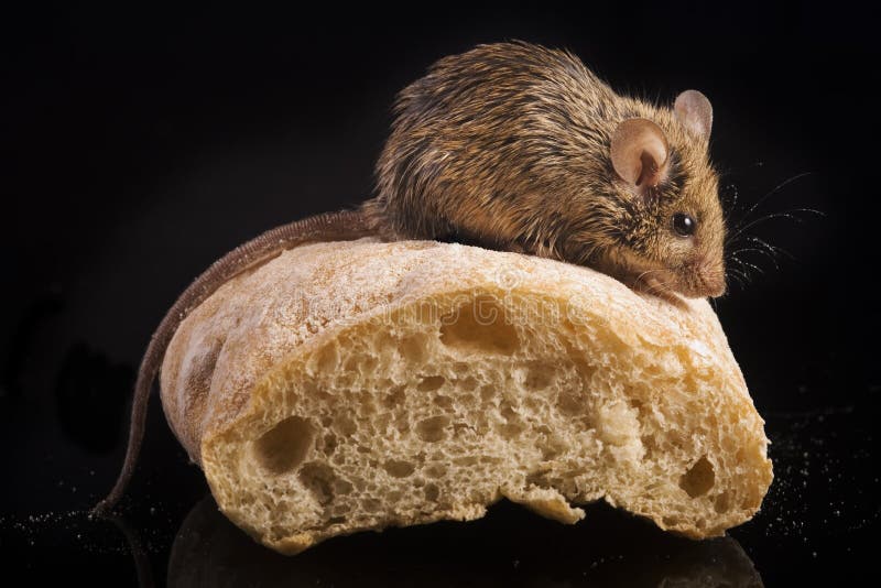 Grupo De Ratones De Casa Mus Musculus Parado Sobre La Cuerda Imagen de ...